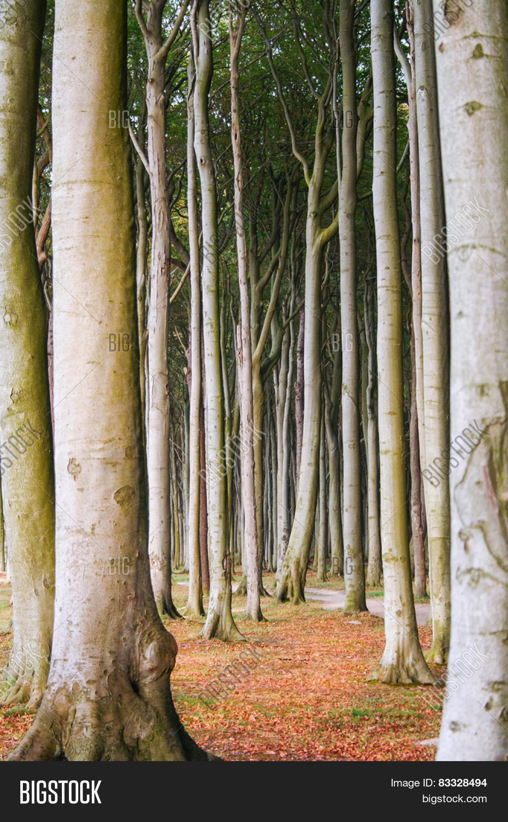 High Trees Forest Bald Image & Photo (Free Trial) | Bigstock