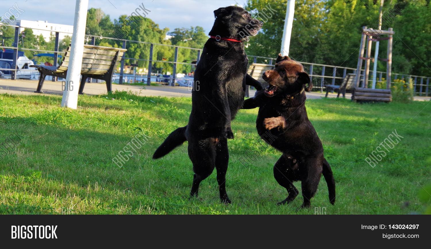 Imagen y foto Two Dogs Stand On (prueba gratis) | Bigstock