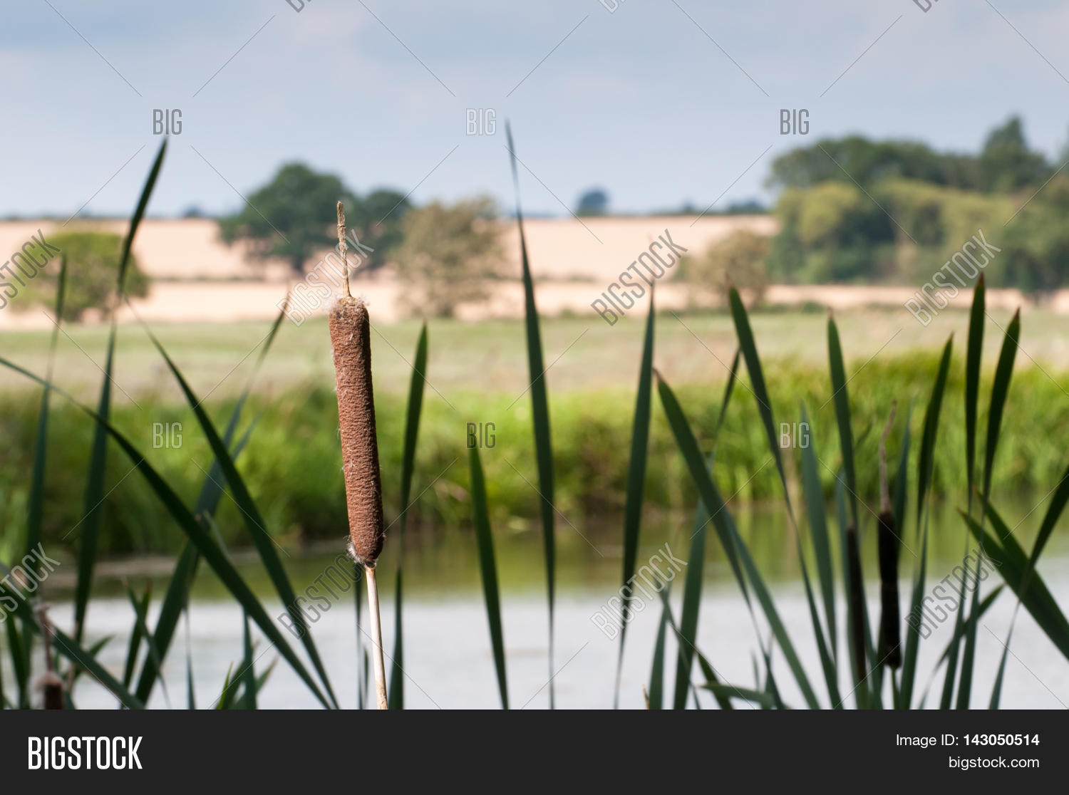 Bullrush Reeds By Image & Photo (Free Trial) | Bigstock