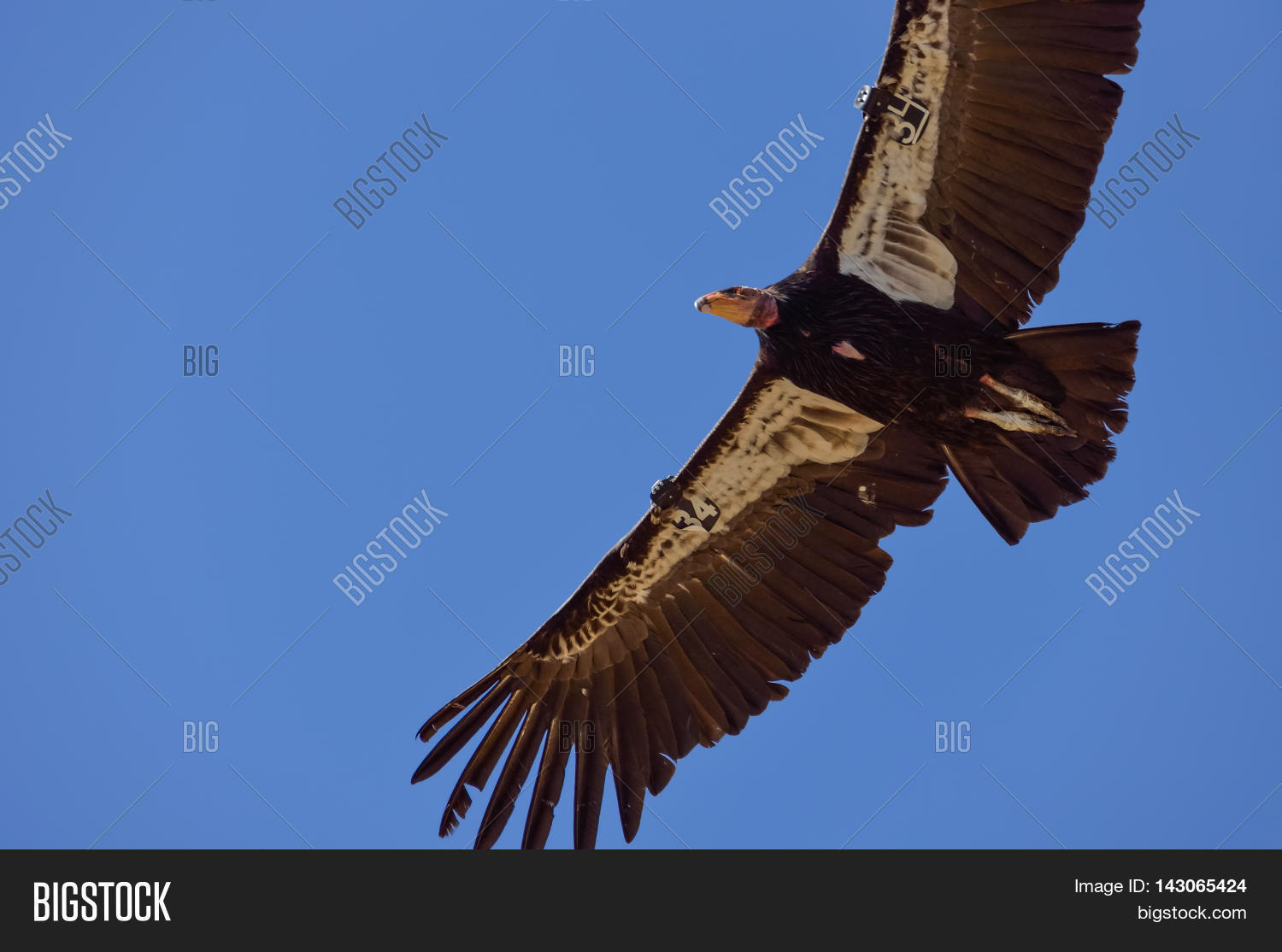 Image et photo de American Condor (essai gratuit) | Bigstock