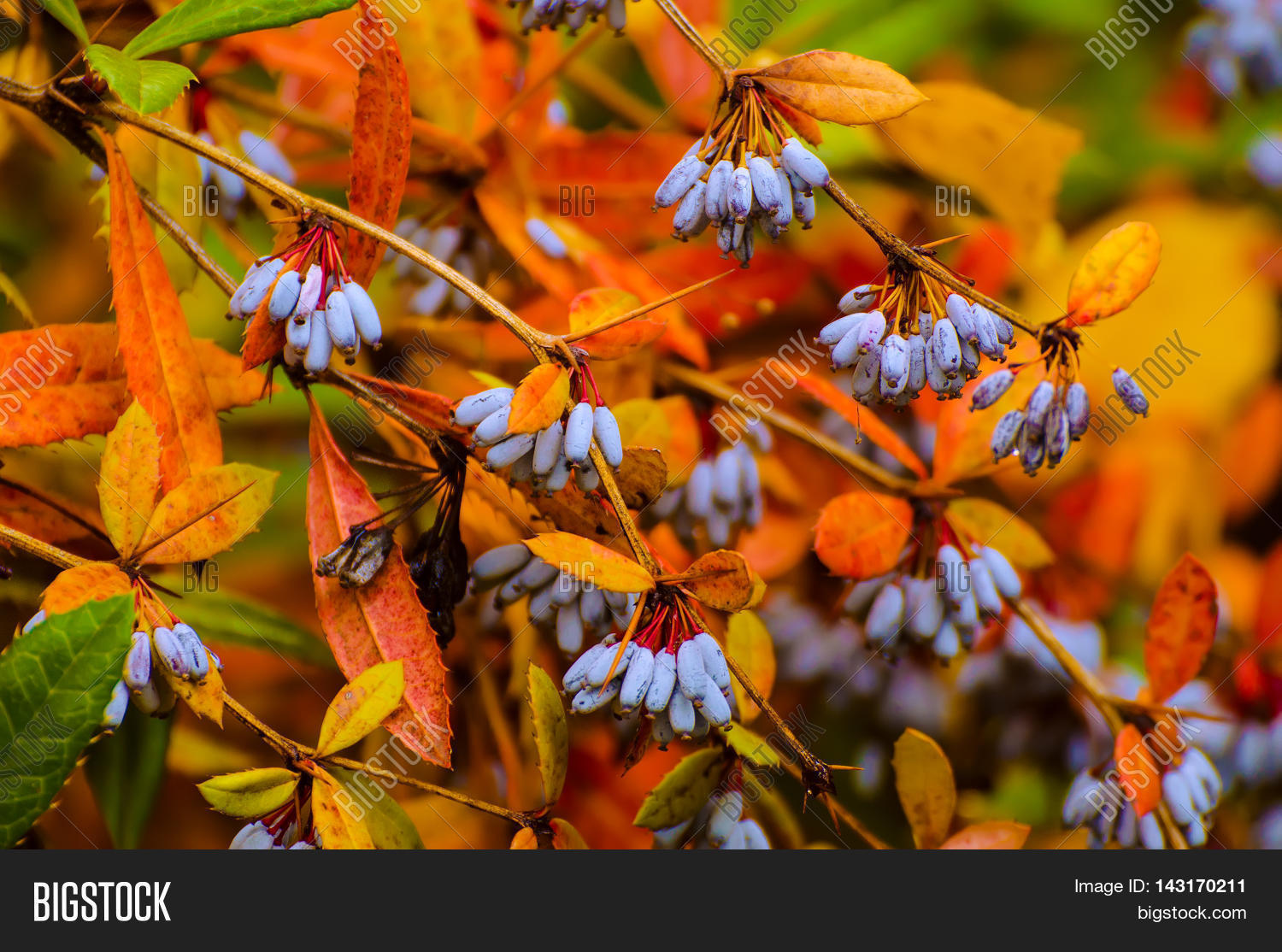 Barberry Blue Fruits Image & Photo (Free Trial) | Bigstock