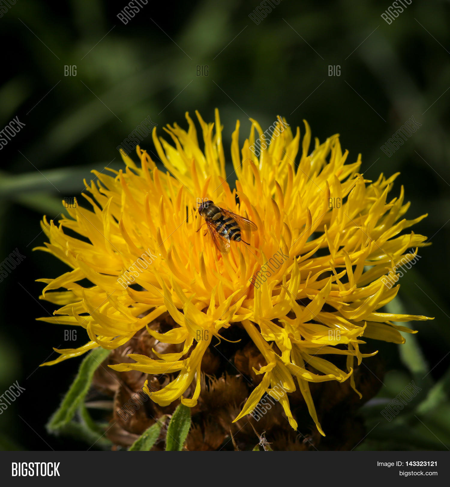 Giant Knapweed Bighead Image & Photo (Free Trial) | Bigstock