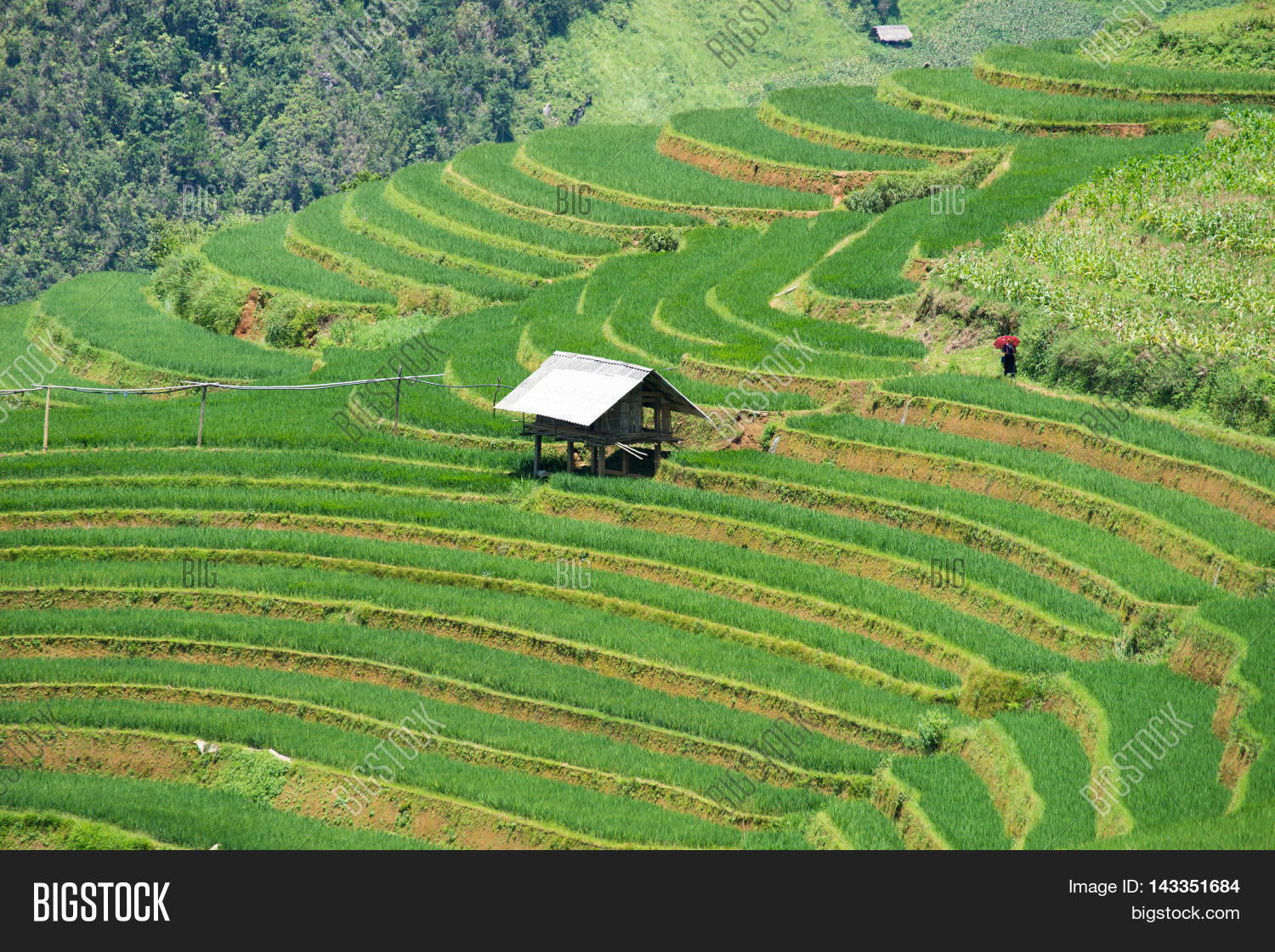 Agriculture Green Rice Image & Photo (Free Trial) | Bigstock