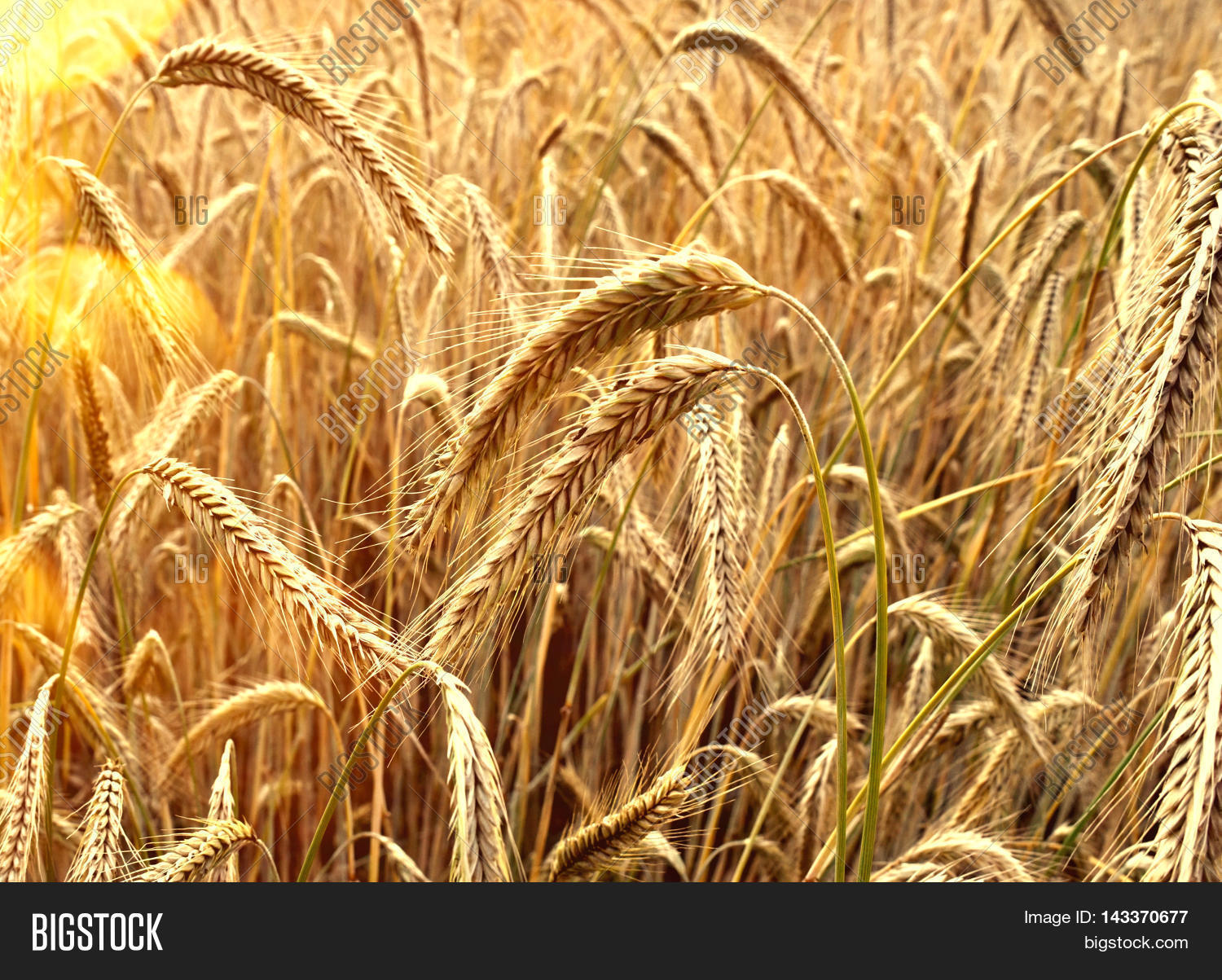 Golden Rye Field Wheat Image & Photo (Free Trial) | Bigstock