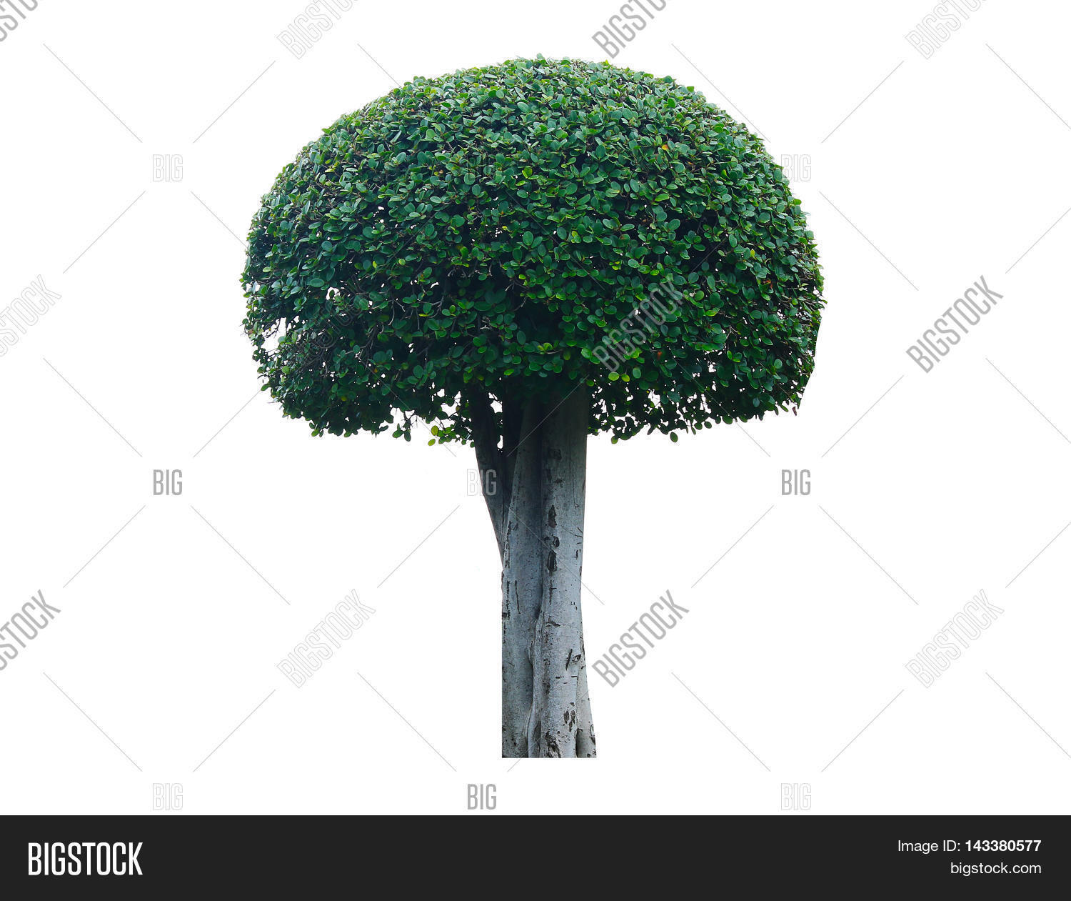 Streblus Asper Tree Image & Photo (Free Trial) | Bigstock