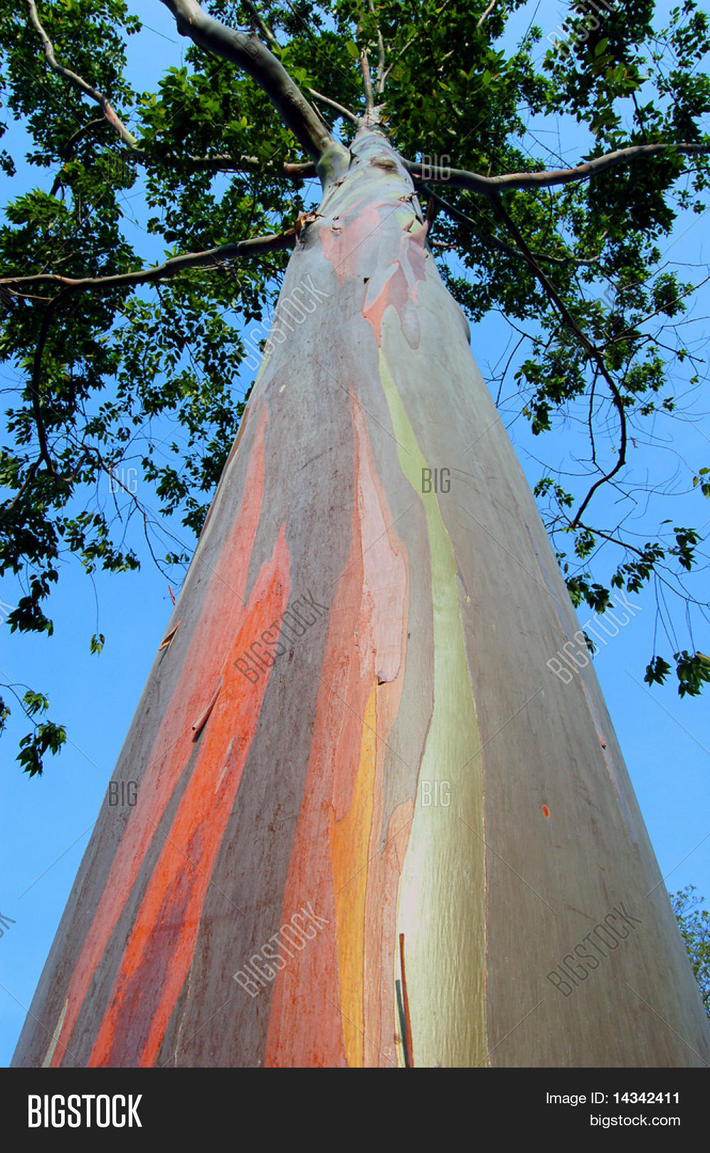 Eucalyptus Tree Image & Photo (Free Trial) | Bigstock