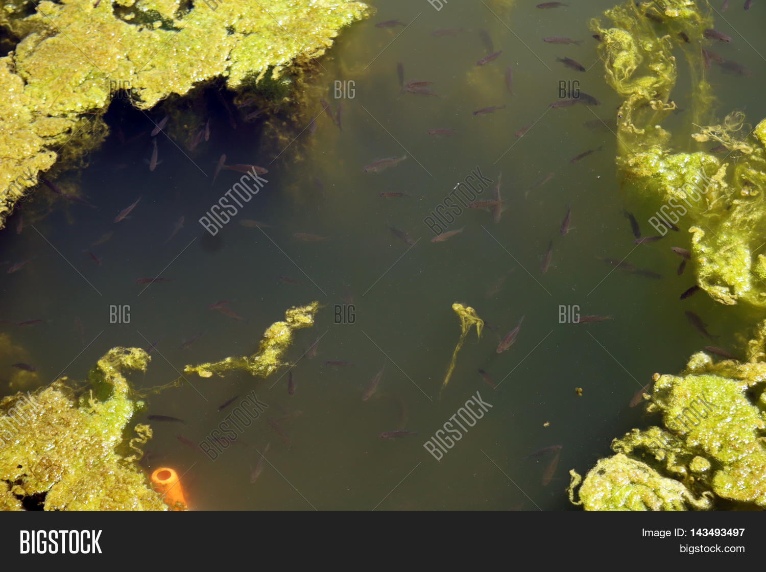 School Bluegill Fish ( Image & Photo (Free Trial) | Bigstock