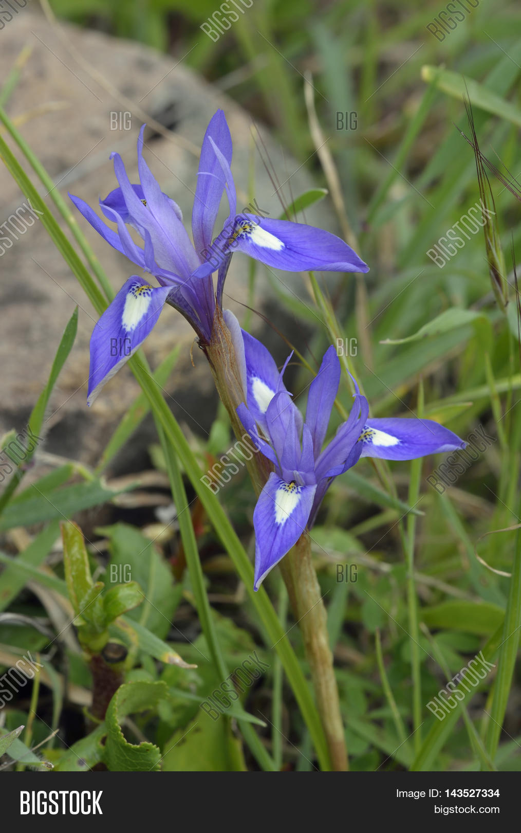 Barbary Nut - Moraea Image & Photo (Free Trial) | Bigstock