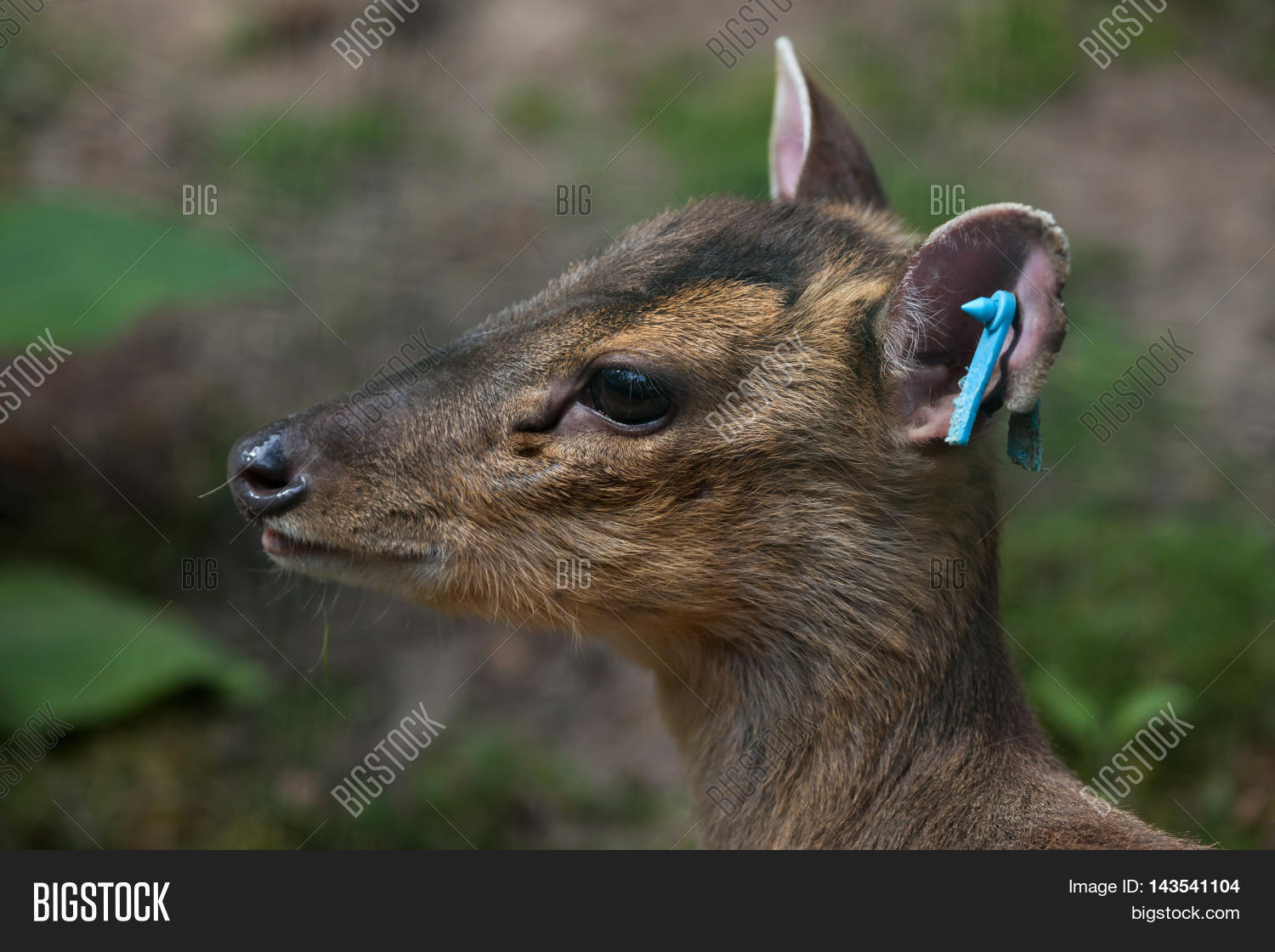 Chinese Muntjac ( Image & Photo (Free Trial) | Bigstock