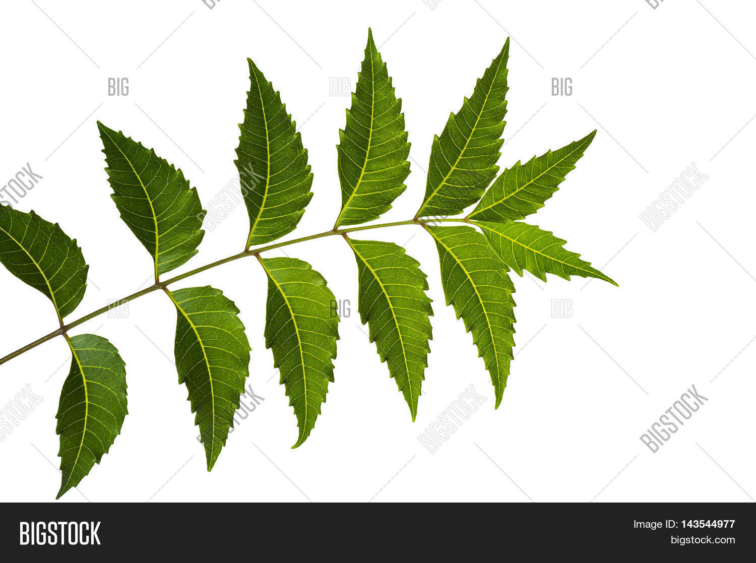 Medicinal Neem Leaf On Image & Photo (Free Trial) | Bigstock