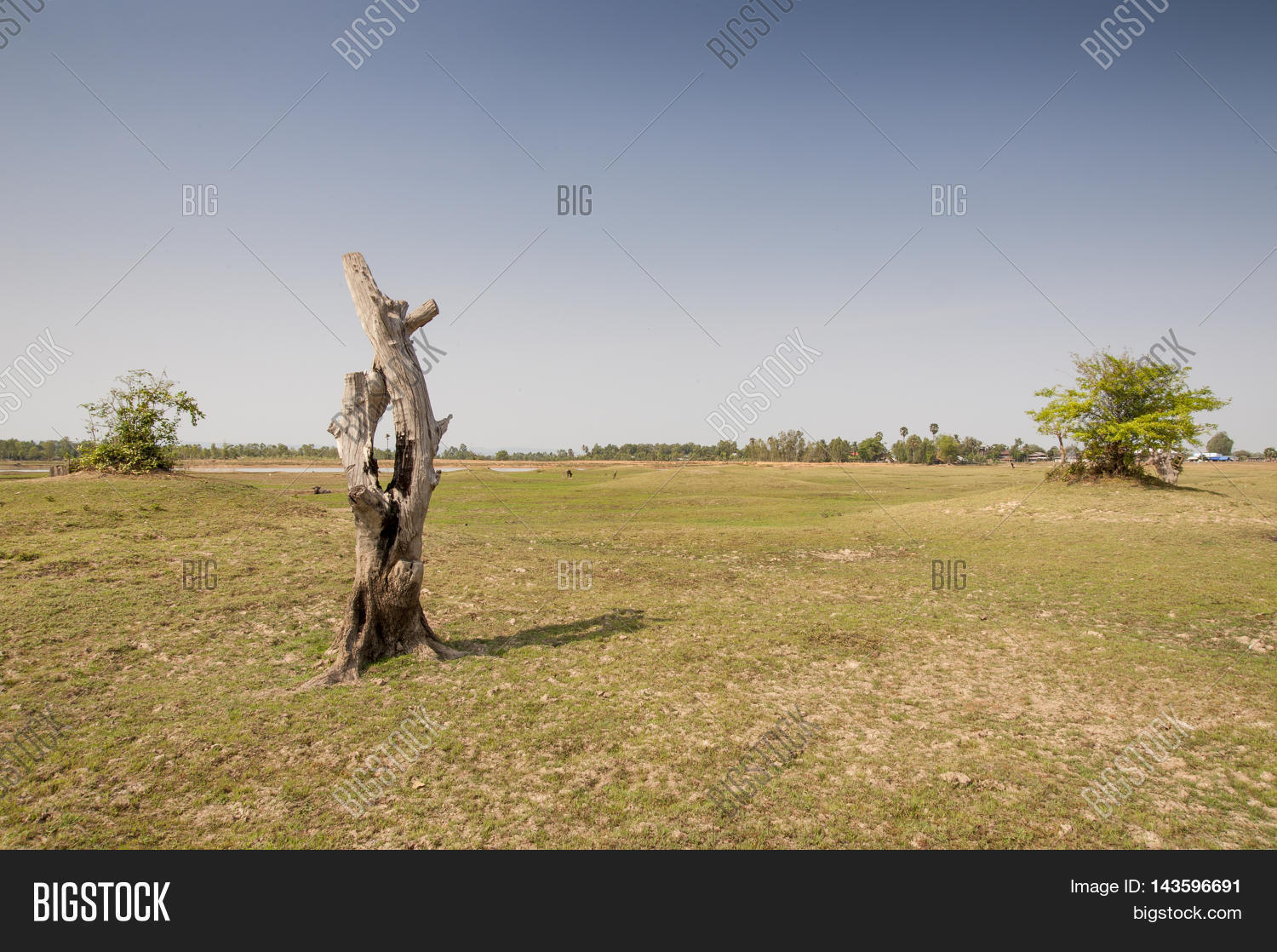 Tropical Forest Image & Photo (Free Trial) | Bigstock
