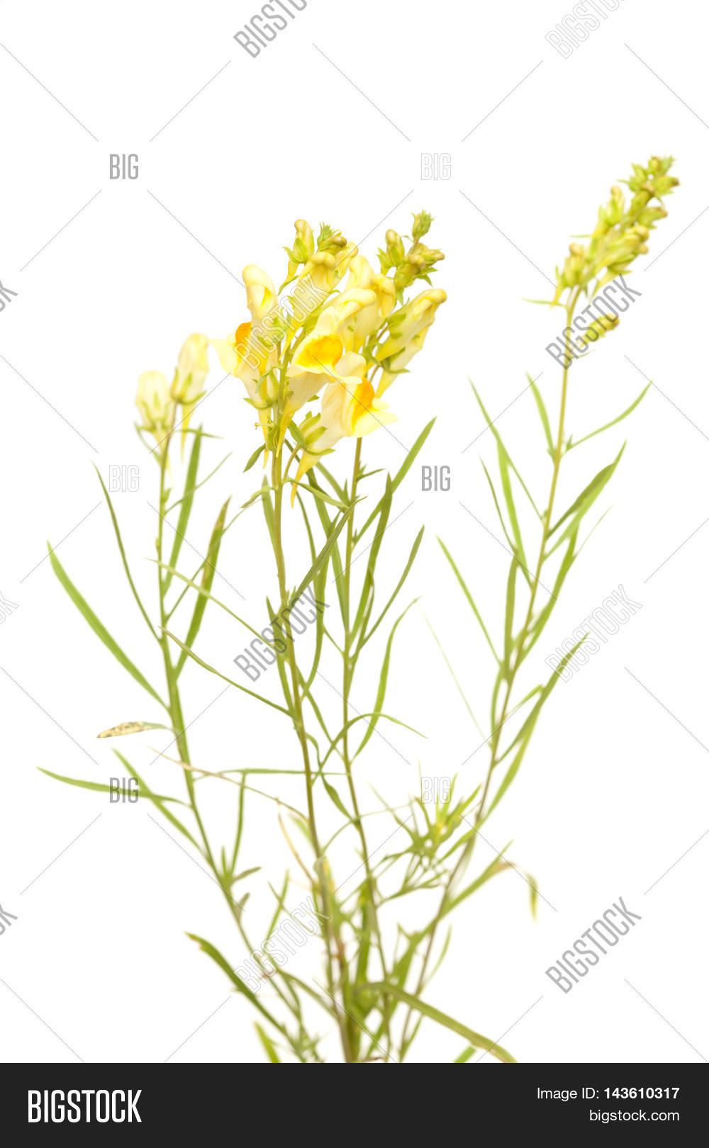 Linaria Vulgaris , Image & Photo (Free Trial) | Bigstock