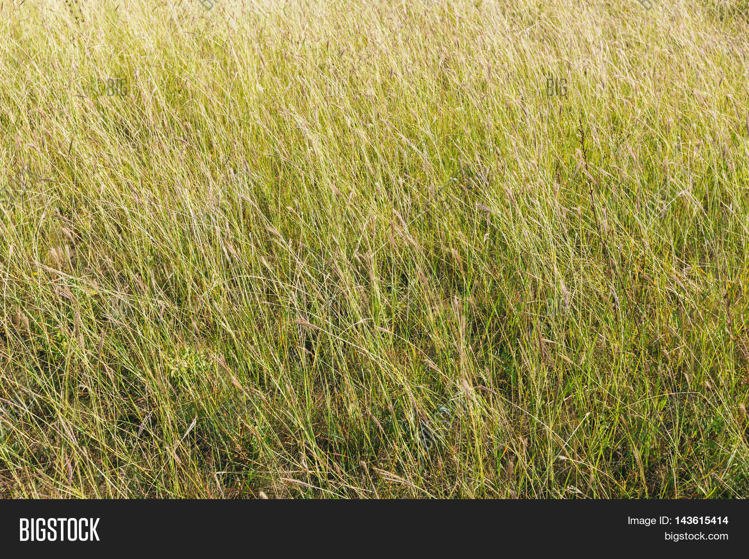 Tall Grass Growing Image & Photo (Free Trial) | Bigstock