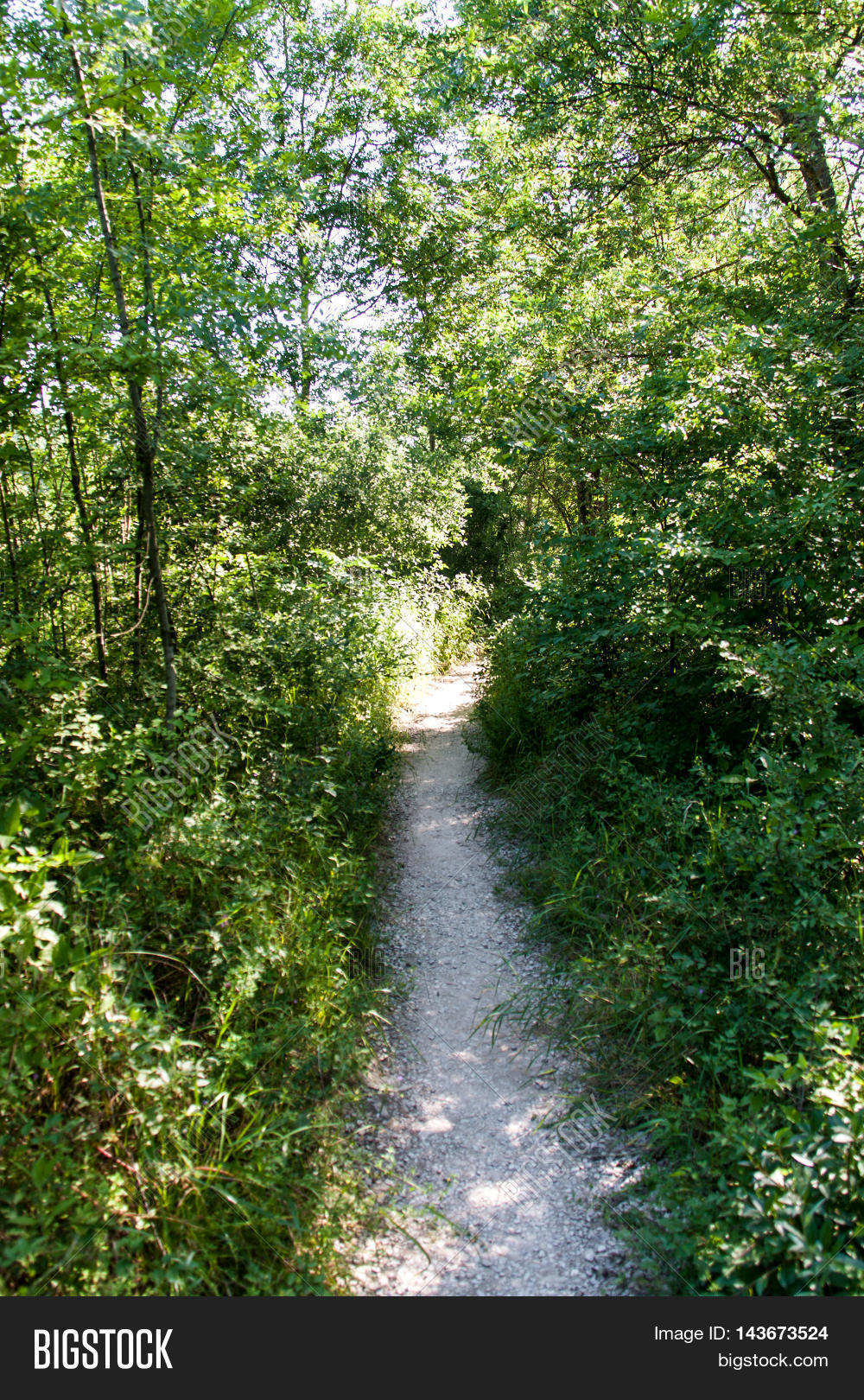 Path Woods On Sunny Image & Photo (Free Trial) | Bigstock