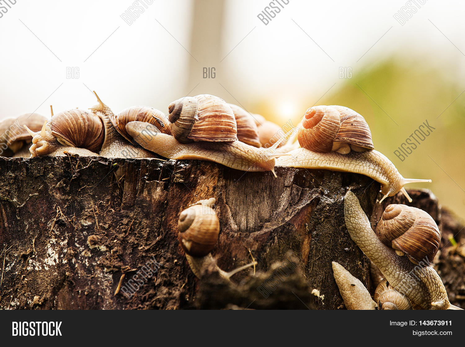 Group Snails Enjoying Image & Photo (Free Trial) | Bigstock