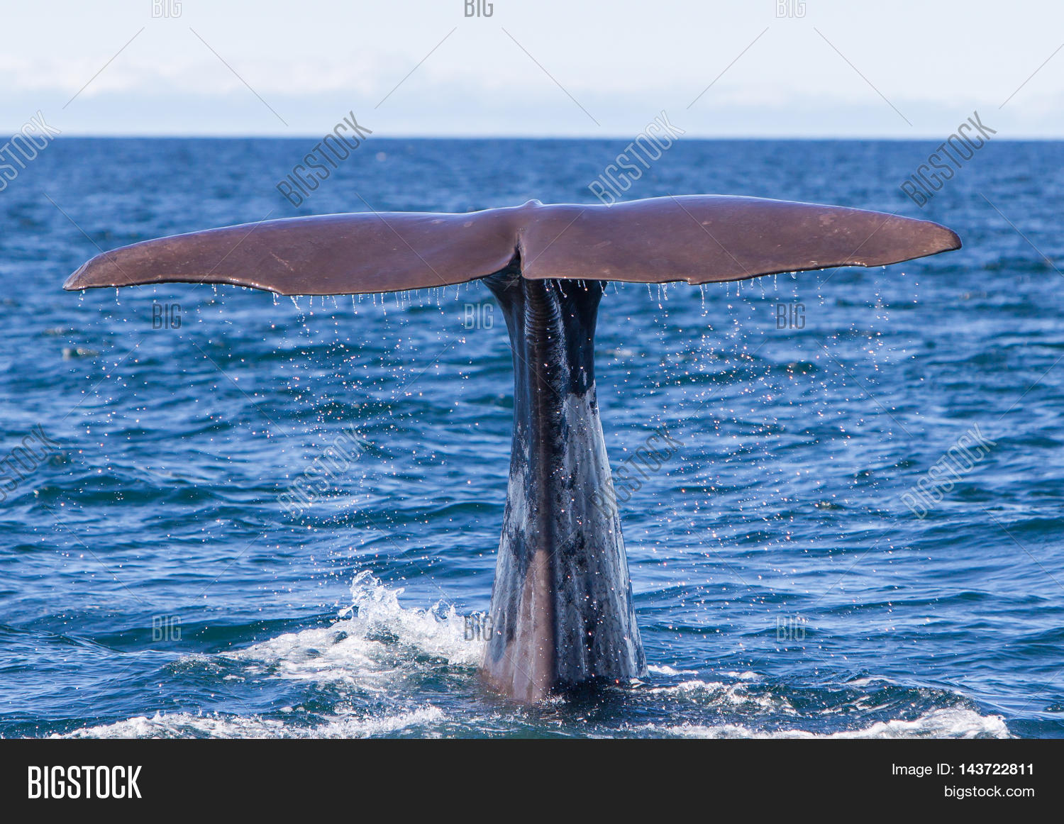Tail Sperm Whale Image & Photo (Free Trial) | Bigstock