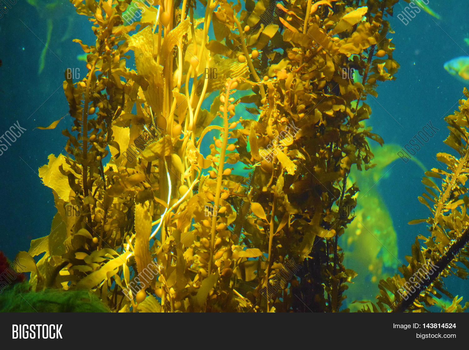 Kelp Plant Forest Image & Photo (Free Trial) | Bigstock