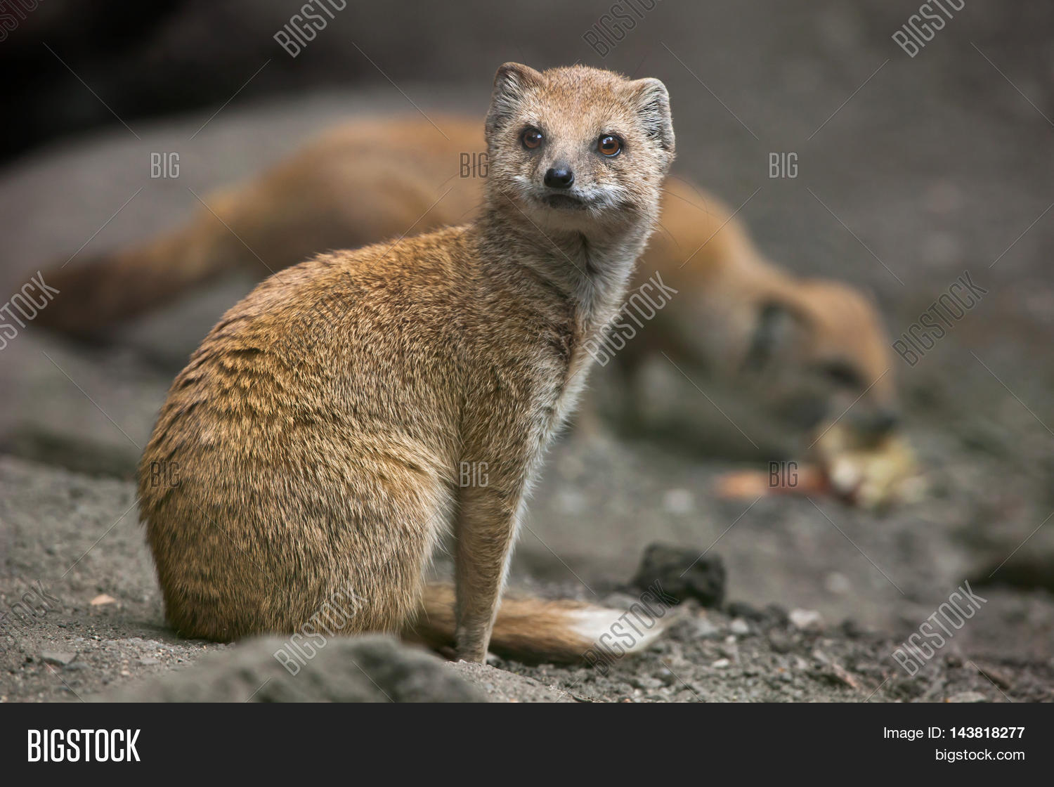 Yellow Mongoose ( Image & Photo (Free Trial) | Bigstock