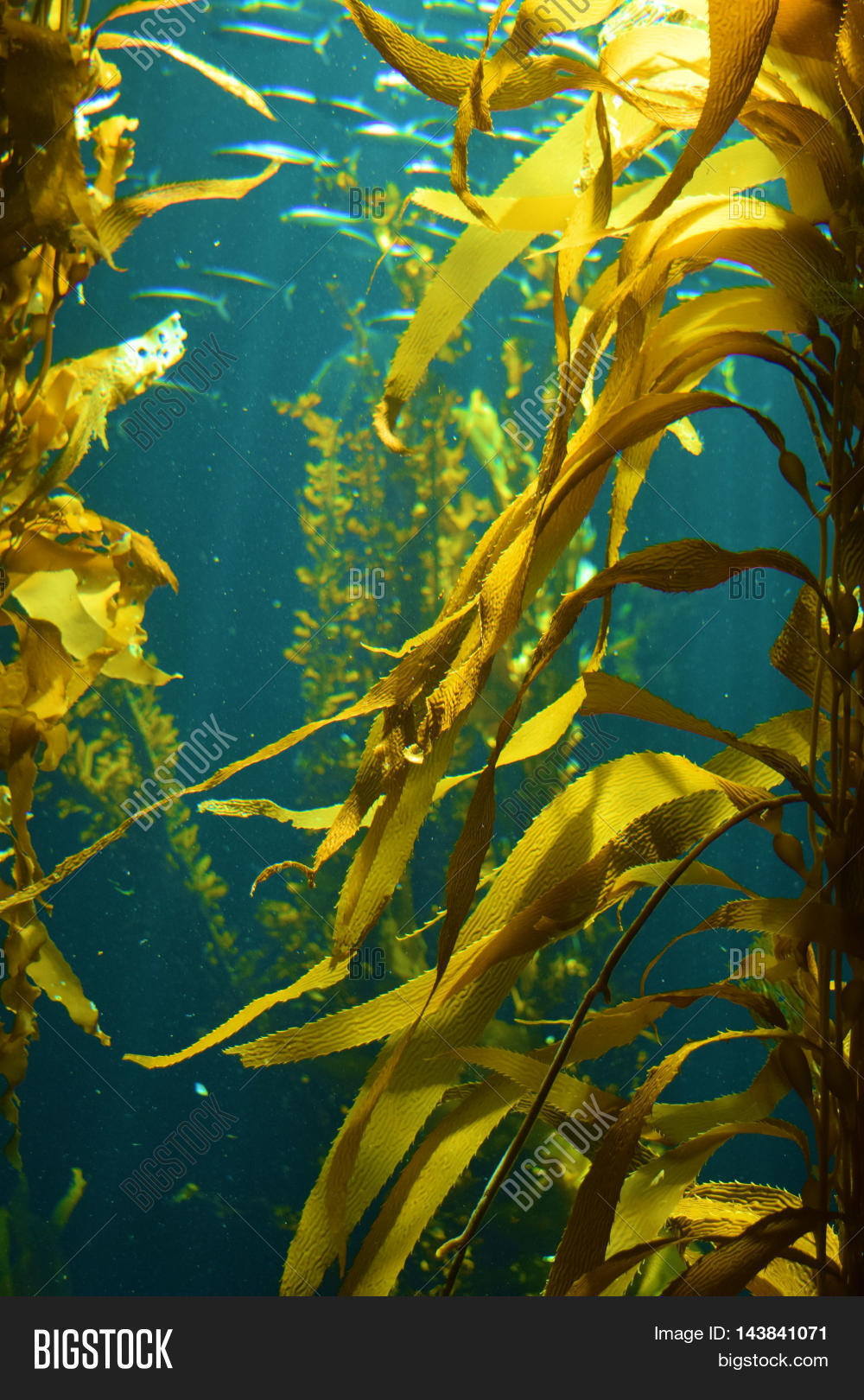 Giant Kelp Plant Image & Photo (Free Trial) | Bigstock
