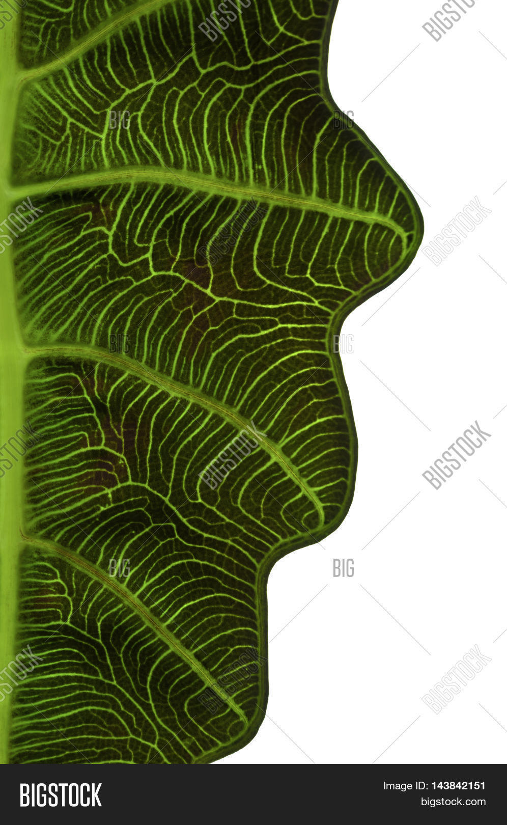 Closeup Leaf Alocasia Image & Photo (Free Trial) | Bigstock
