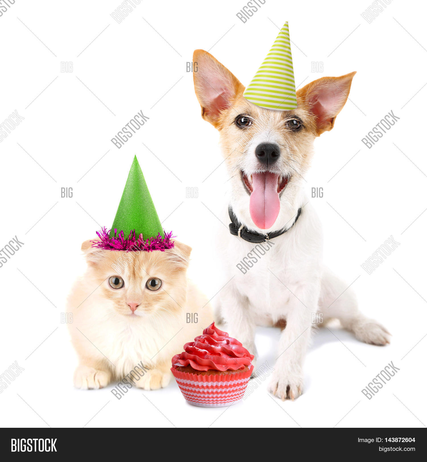 Cat Dog Together Party Image & Photo (Free Trial) | Bigstock
