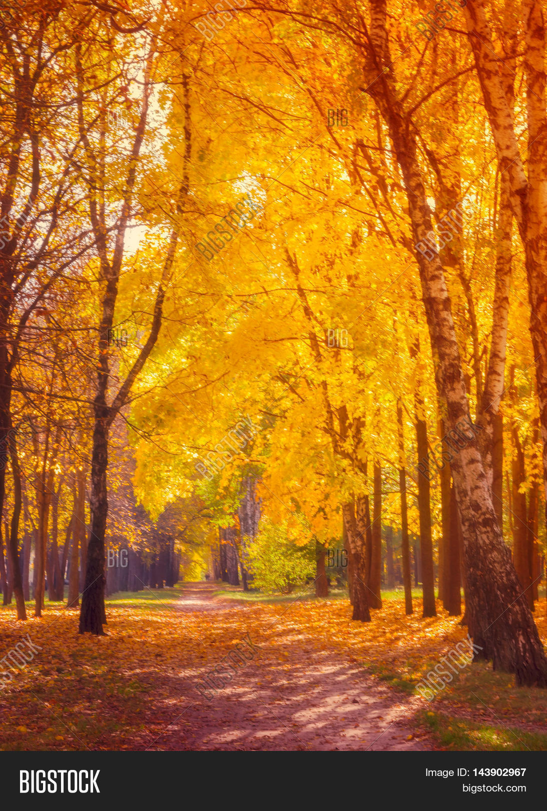 Autumn. Fall Scene Image & Photo (Free Trial) | Bigstock