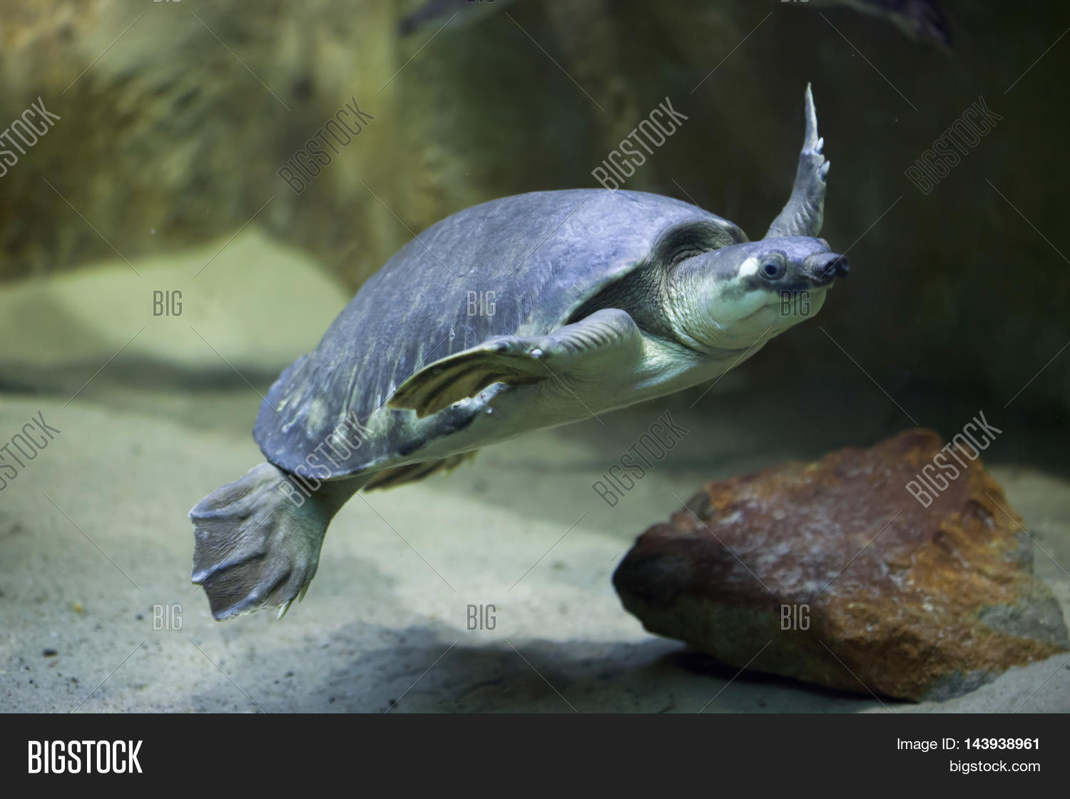 Pig-nosed Turtle ( Image & Photo (Free Trial) | Bigstock