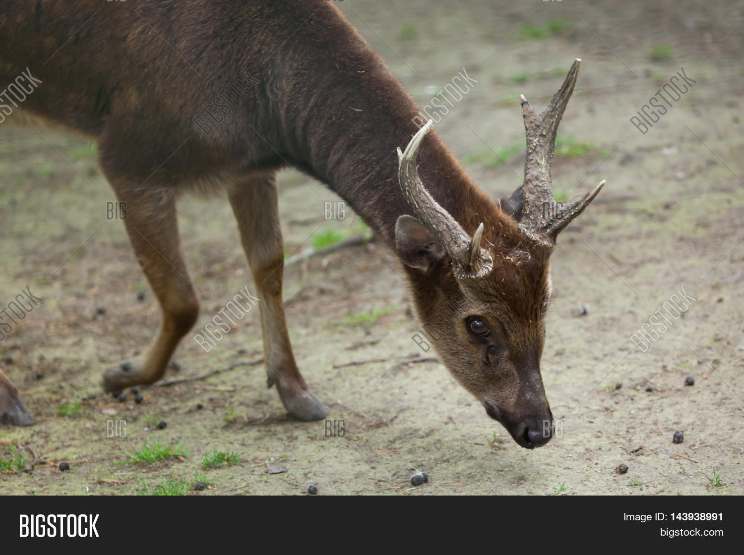 Visayan Spotted Deer ( Image & Photo (Free Trial) | Bigstock