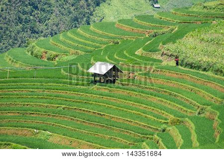 Agriculture Green Rice Image & Photo (Free Trial) | Bigstock