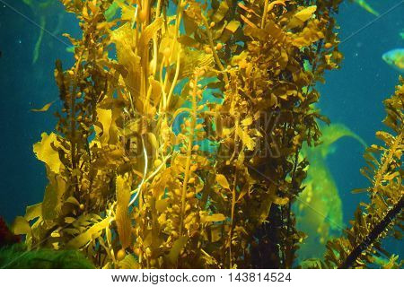 Kelp Plant Forest Image & Photo (Free Trial) | Bigstock