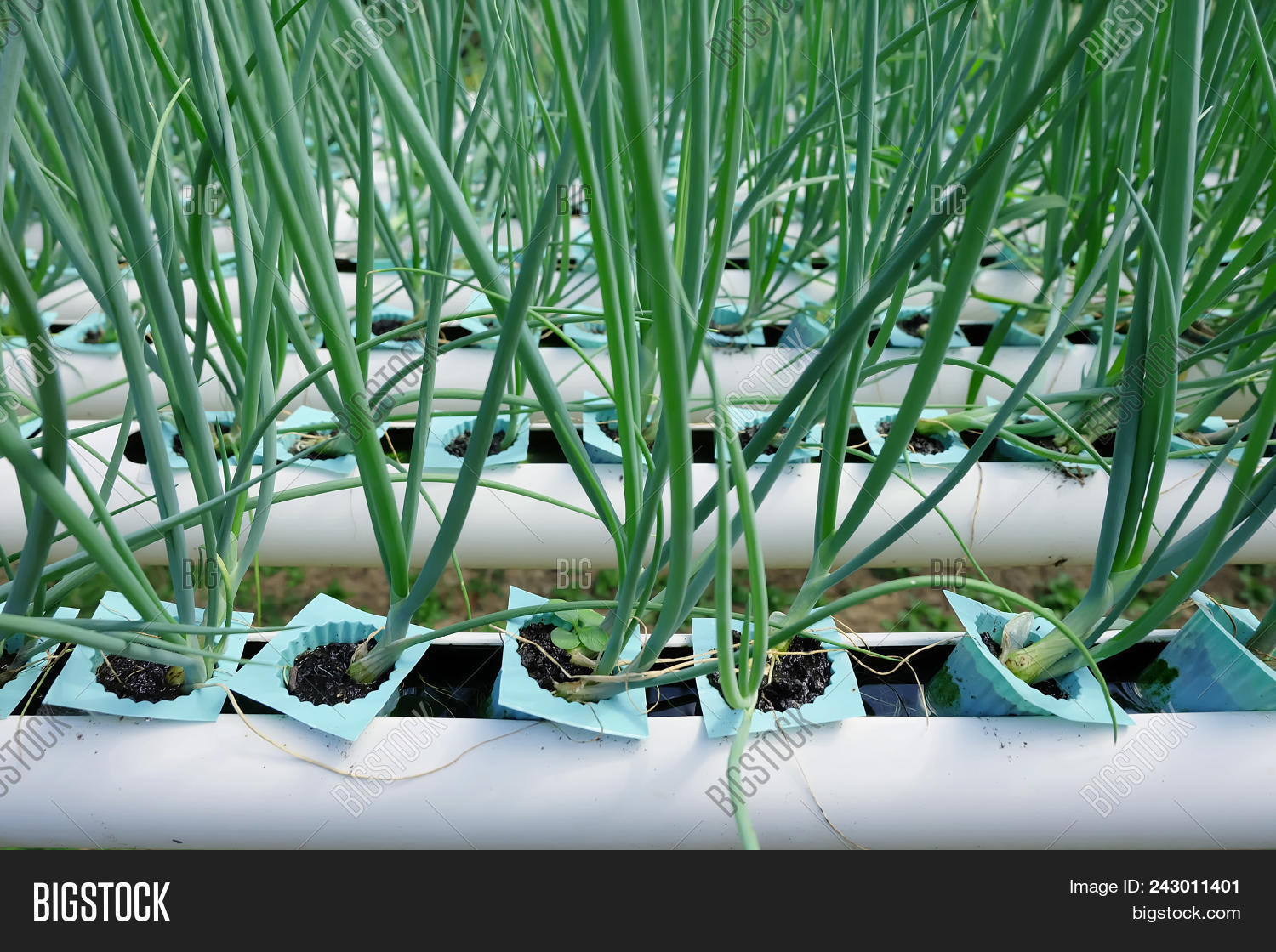 Spring Onion Vegetable Image & Photo (Free Trial) | Bigstock