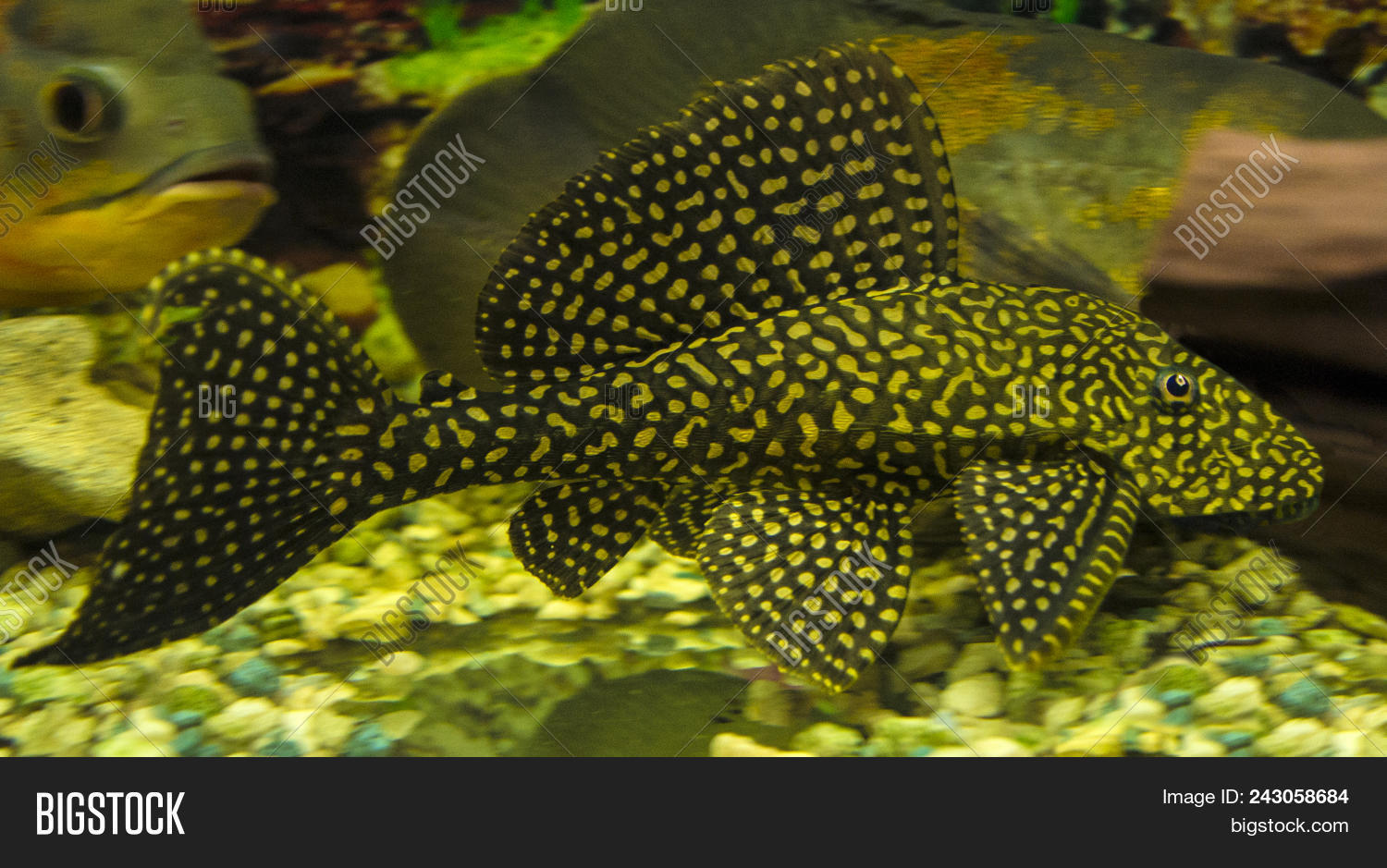 Aquarium Fish Sailfin Image & Photo (Free Trial) | Bigstock