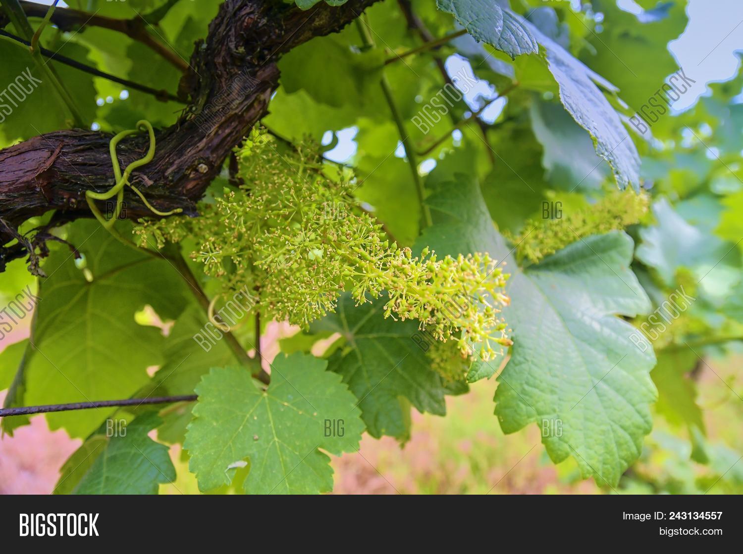 Young Grapevine Image & Photo (Free Trial) | Bigstock