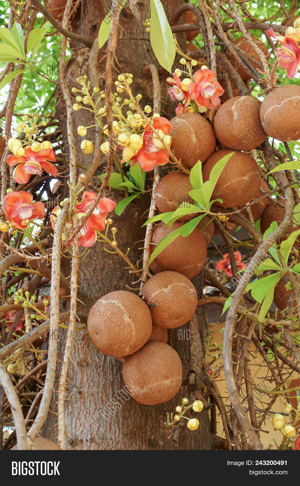 Closeup Shorea Robusta Image & Photo (Free Trial) | Bigstock
