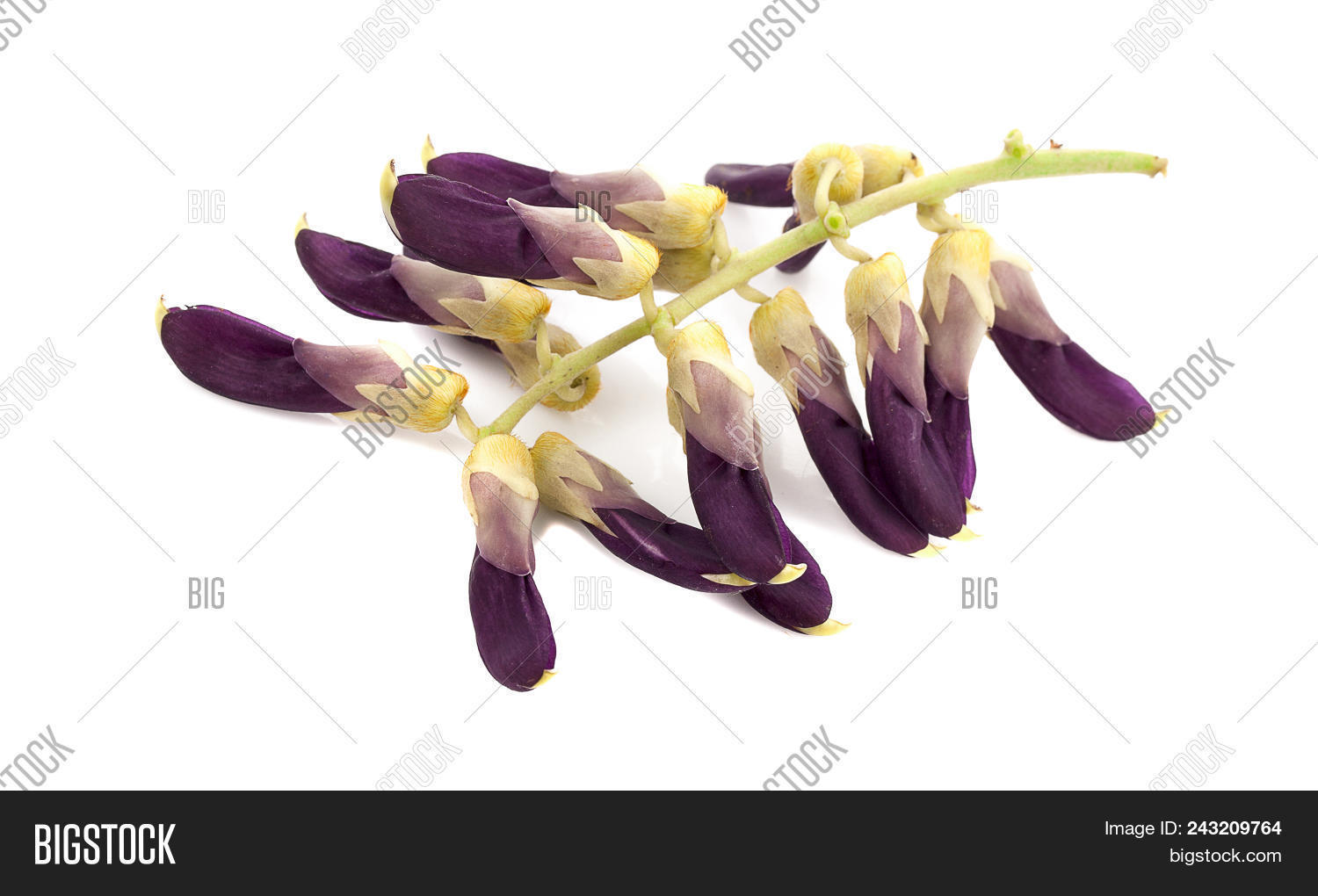 Mucuna Pruriens Image & Photo (Free Trial) | Bigstock