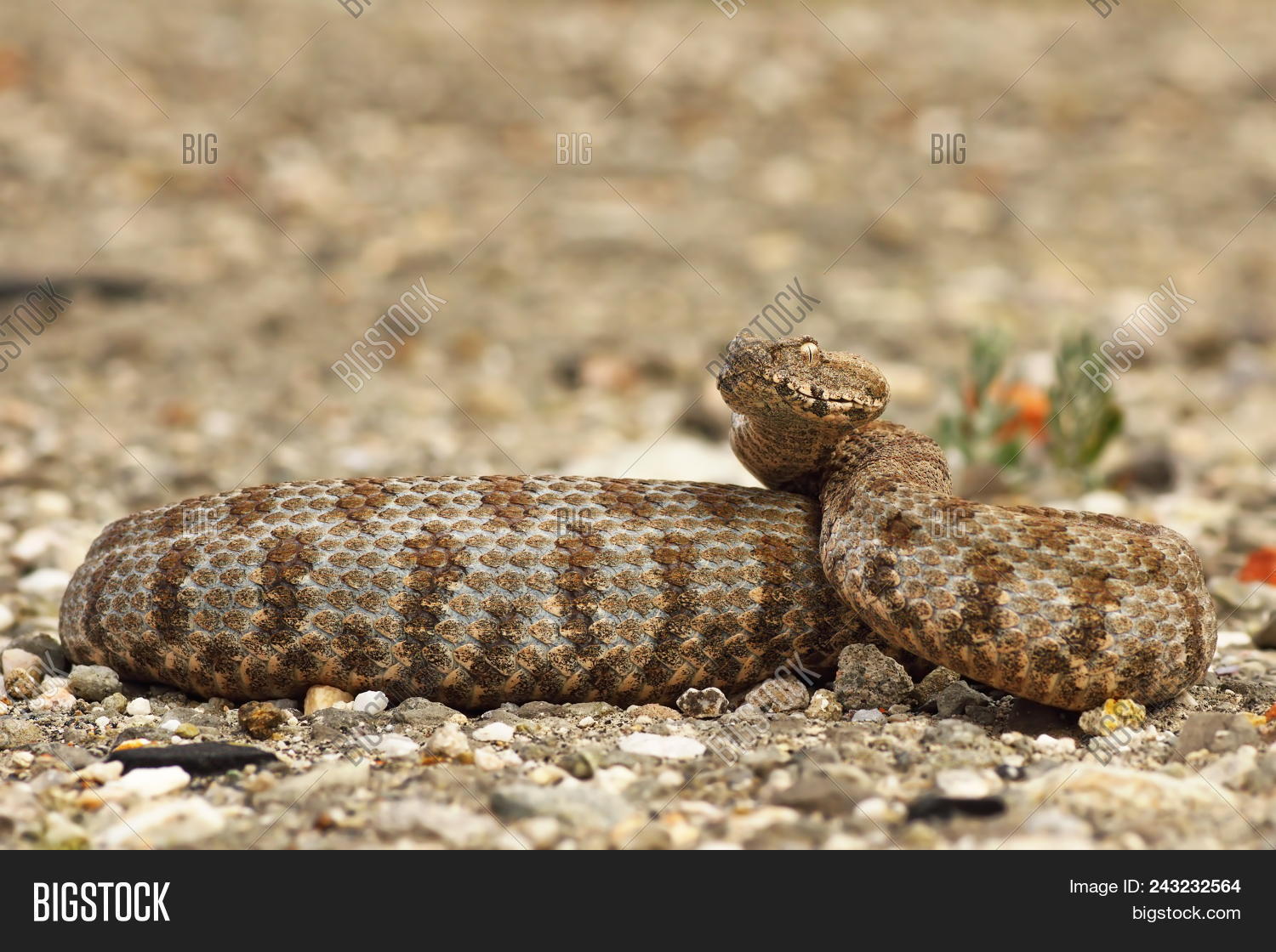 Dangerous Viper Ready Image & Photo (Free Trial) | Bigstock
