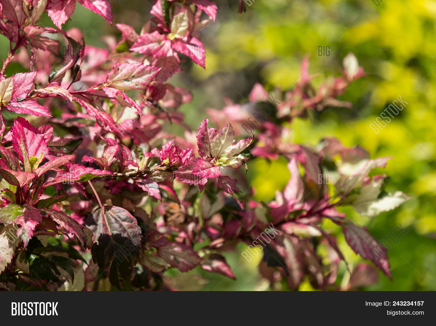 Leaf Red Chinese Image & Photo (Free Trial) | Bigstock