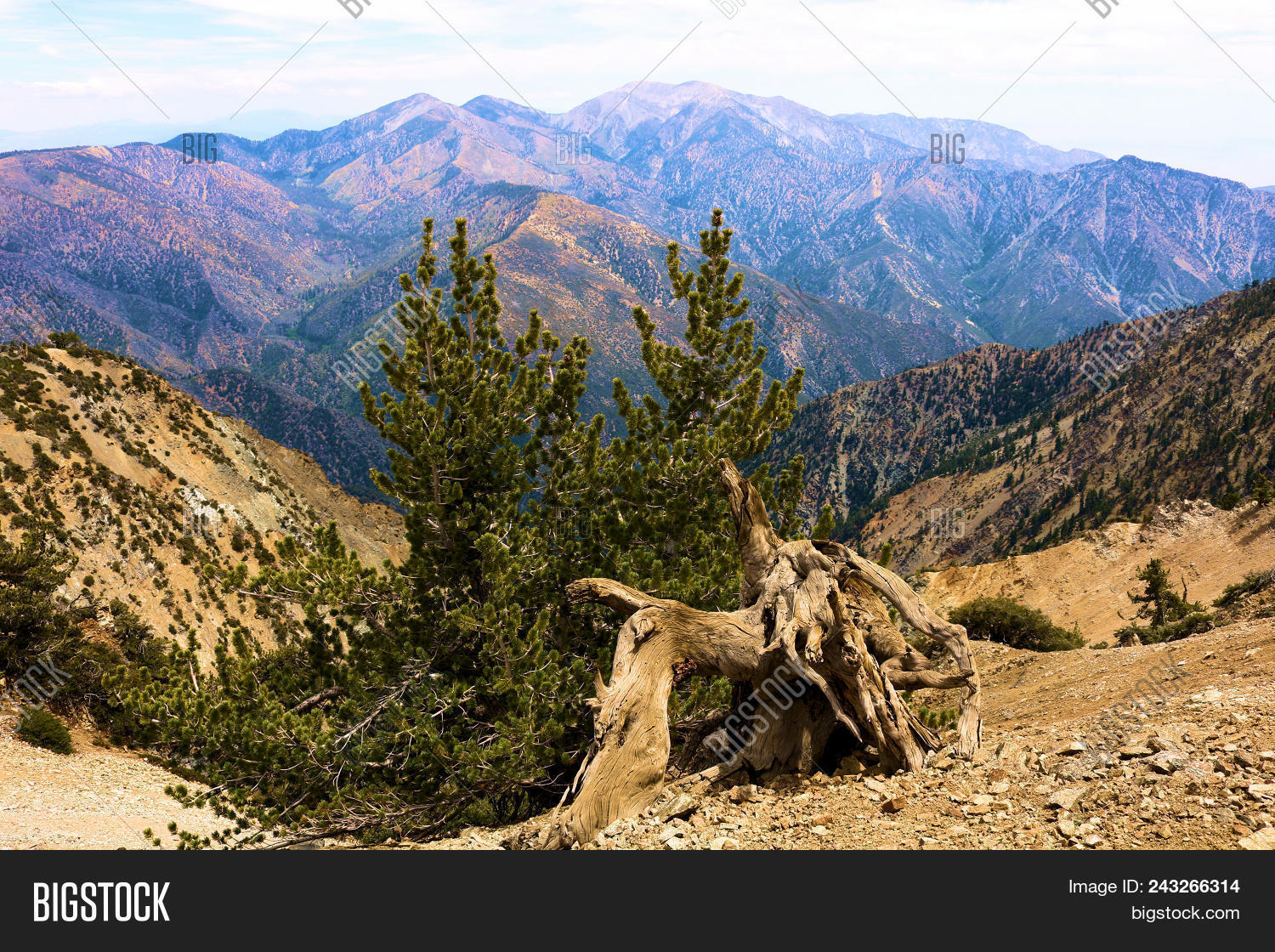 Lodgepole Pine Trees Image & Photo (Free Trial) | Bigstock
