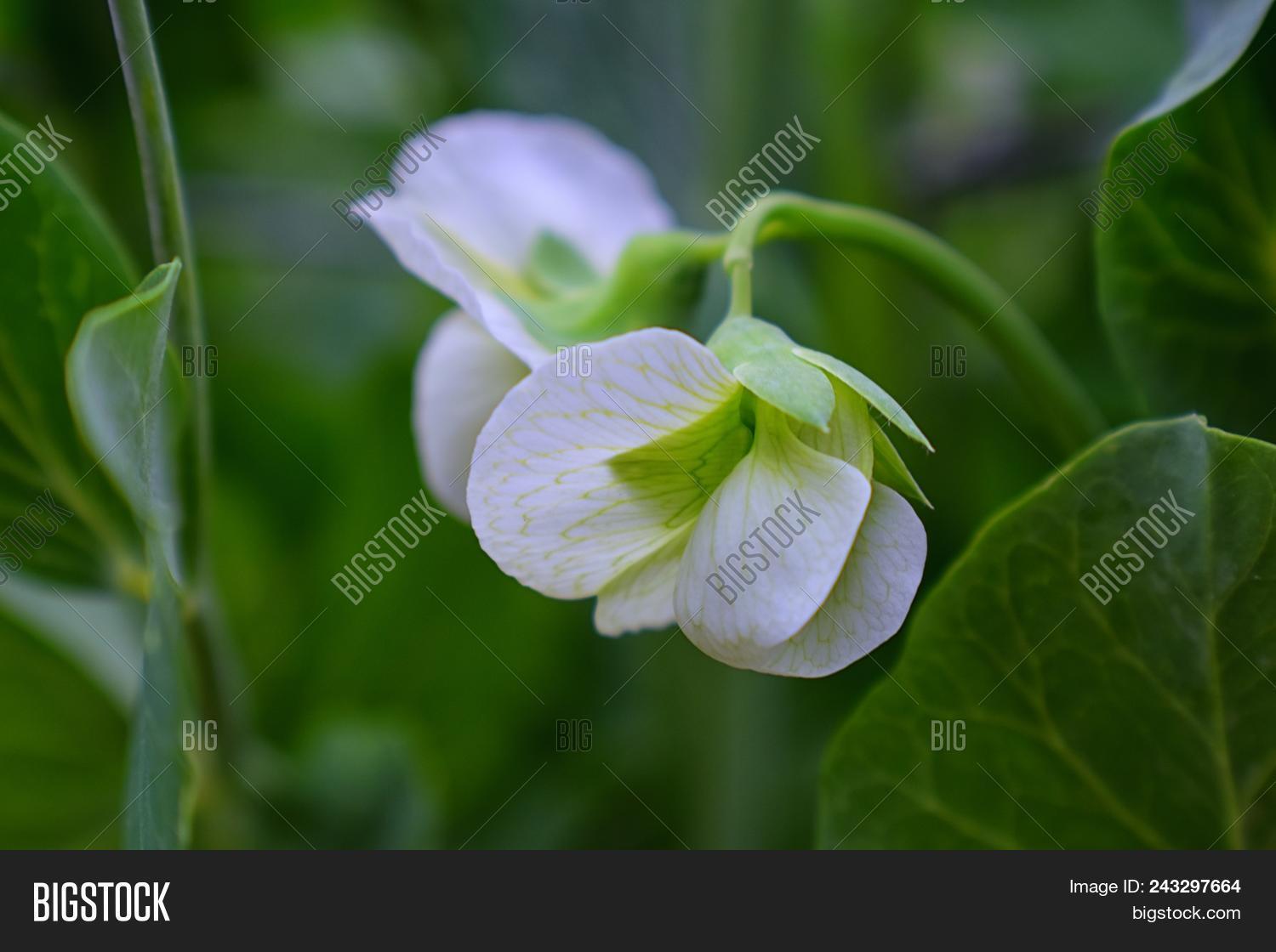 White Sweet Pea ( Image & Photo (Free Trial) | Bigstock