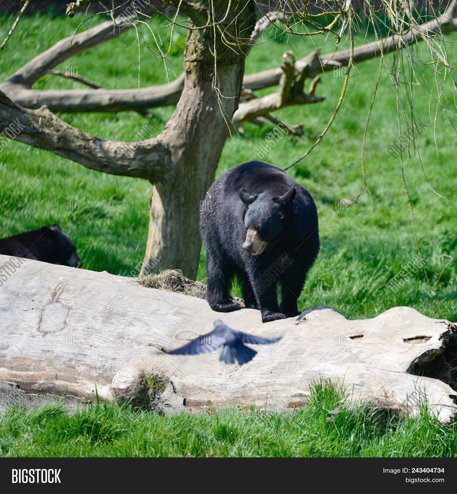 American Black Bear Image & Photo (Free Trial) | Bigstock