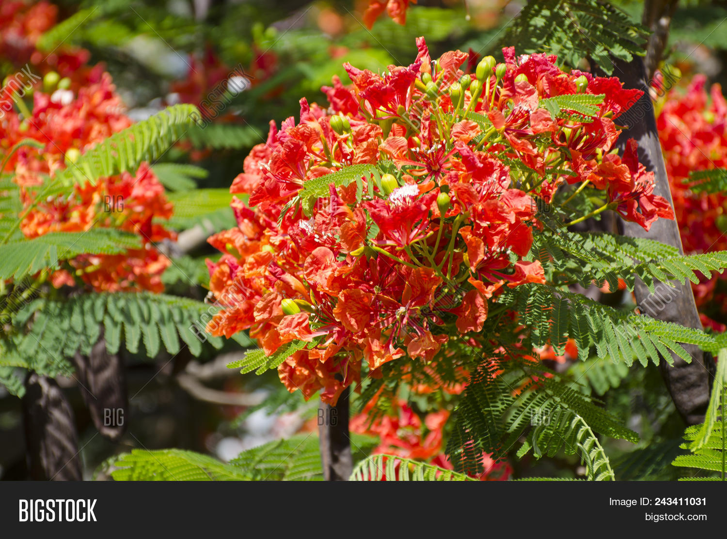 Beautiful Tropical Red Image & Photo (Free Trial) | Bigstock