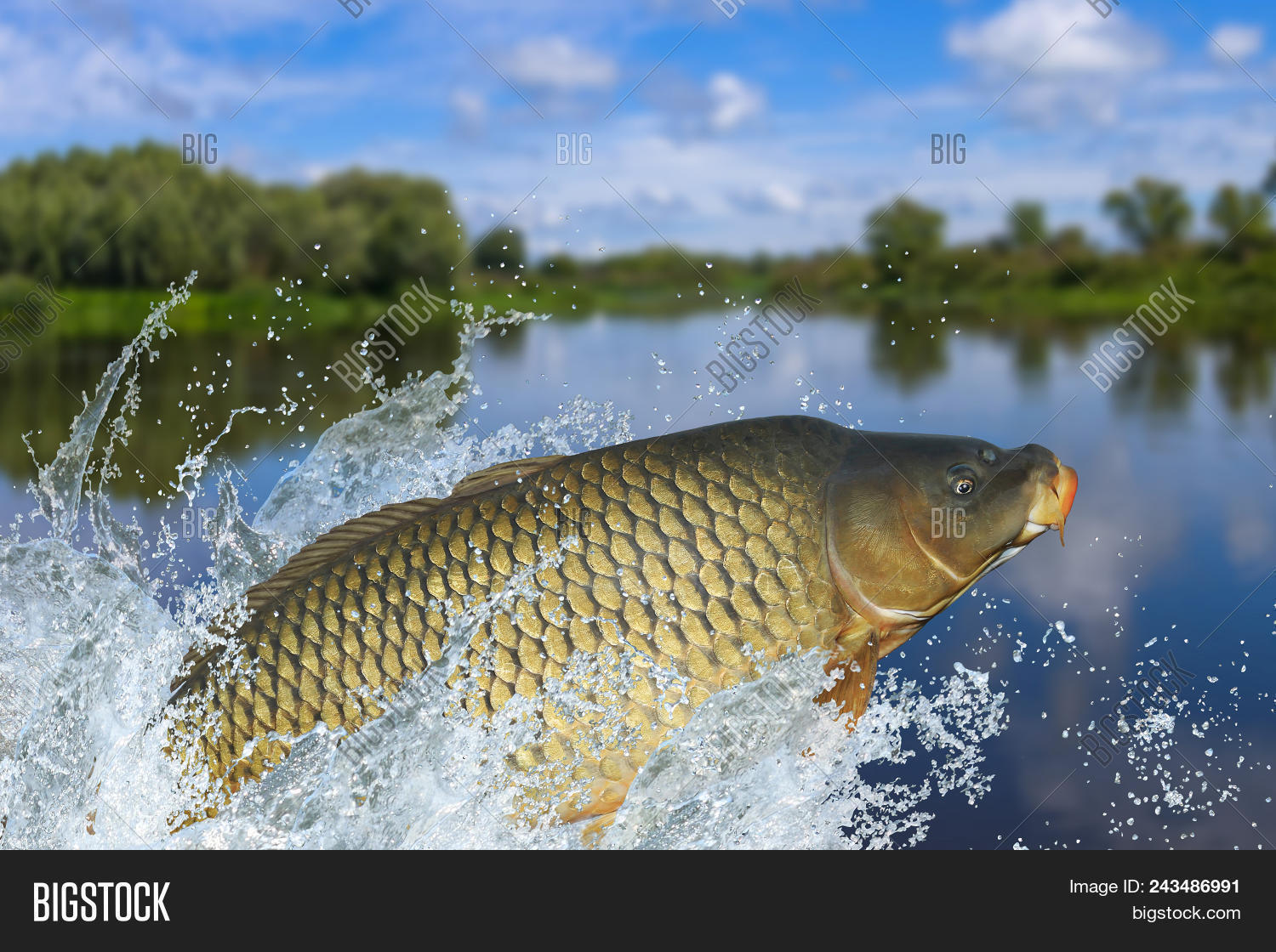 Fishing. Big Carp Fish Image & Photo (Free Trial) | Bigstock