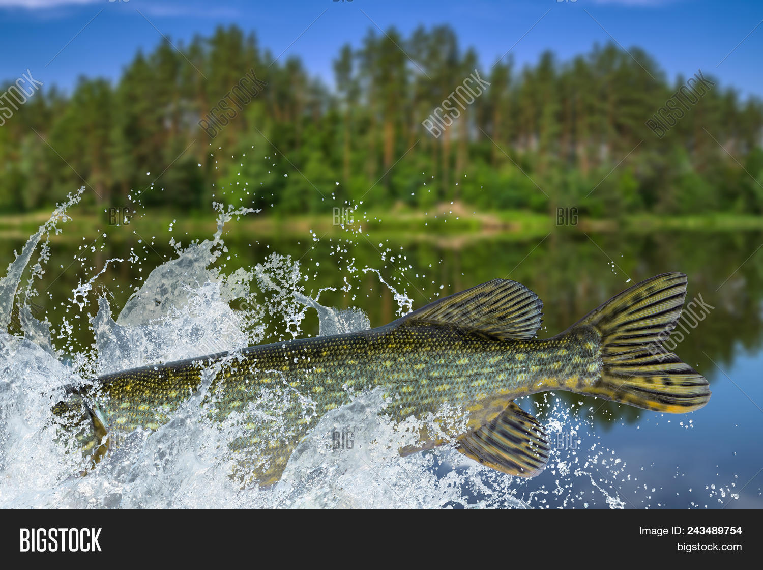 Fishing. Tail Pike Image & Photo (Free Trial) | Bigstock