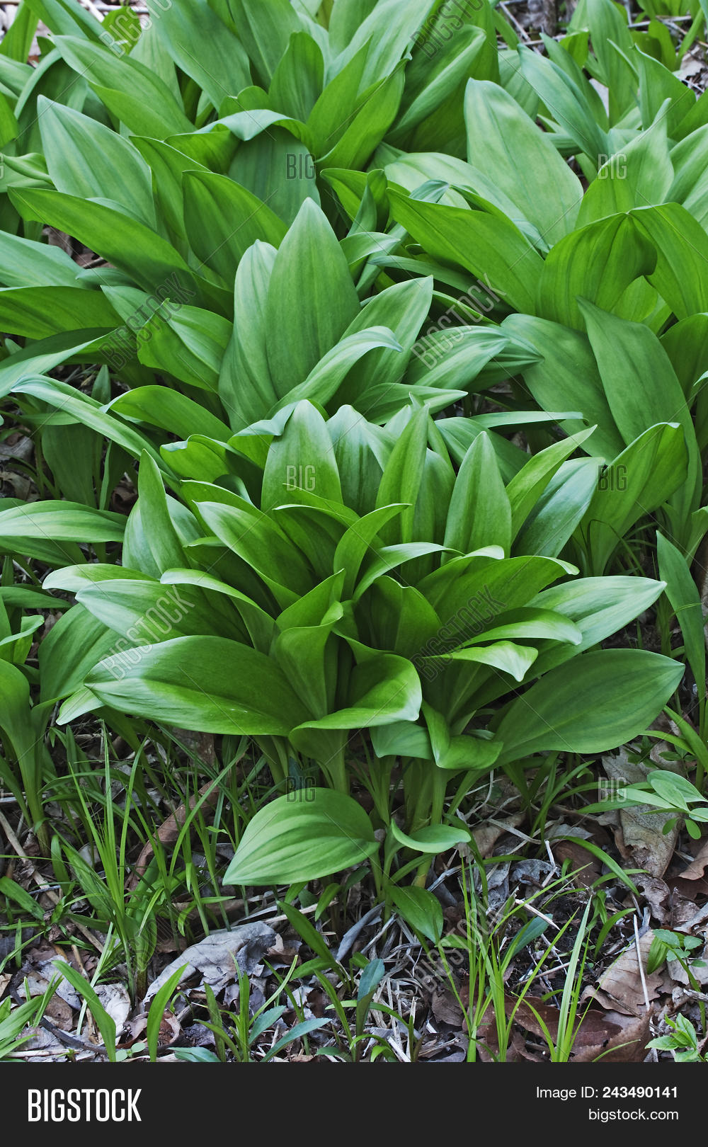 Ramsons Plants Image & Photo (Free Trial) | Bigstock