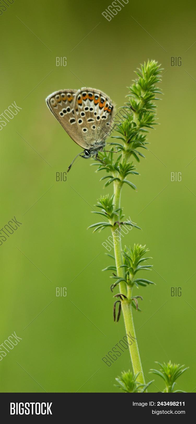 Blue-tailed Blue ( Image & Photo (Free Trial) | Bigstock