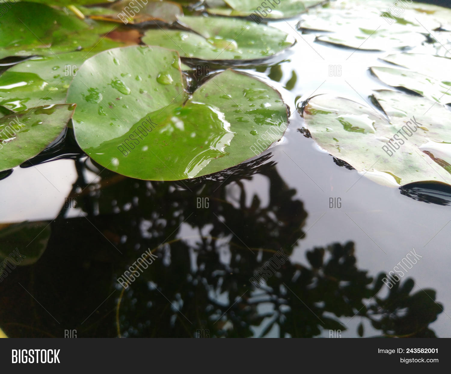 Lotus Leaf Float On Image & Photo (Free Trial) | Bigstock