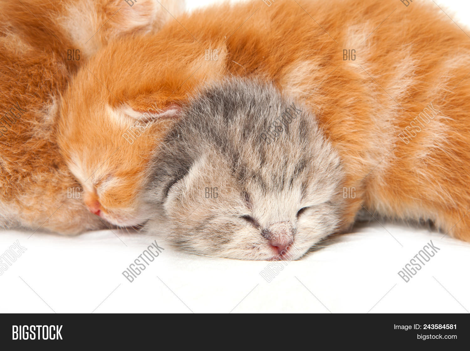 Two Newborn Kitten ( Image & Photo (Free Trial) | Bigstock