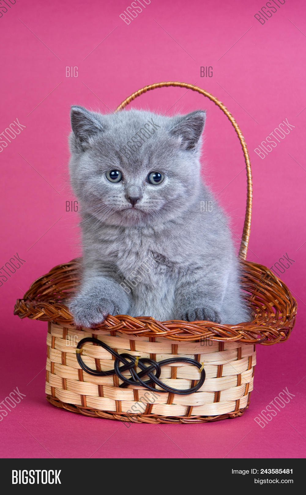 Gray Kitten Blue Cat Image & Photo (Free Trial) | Bigstock