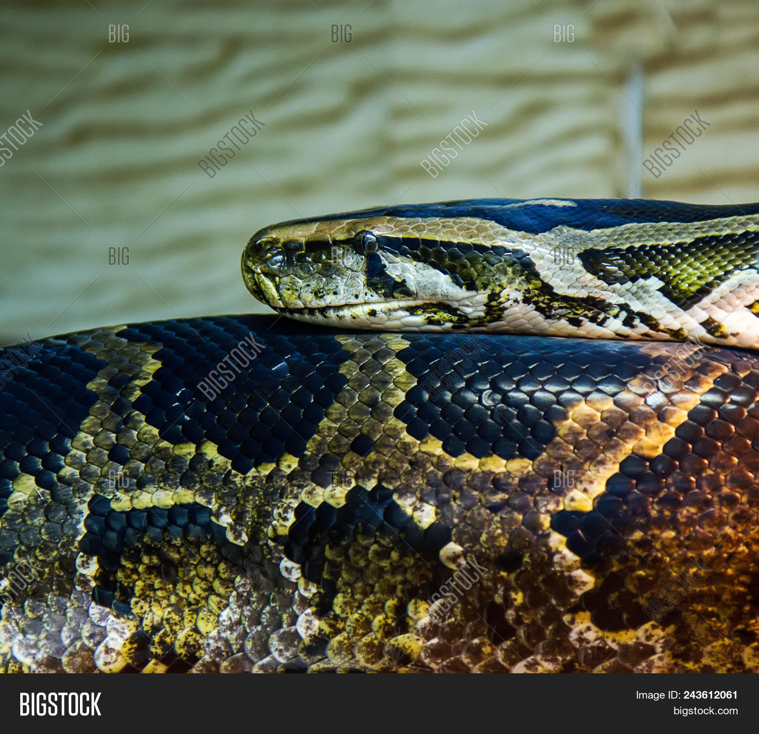 Big Snake Python Image & Photo (Free Trial) | Bigstock
