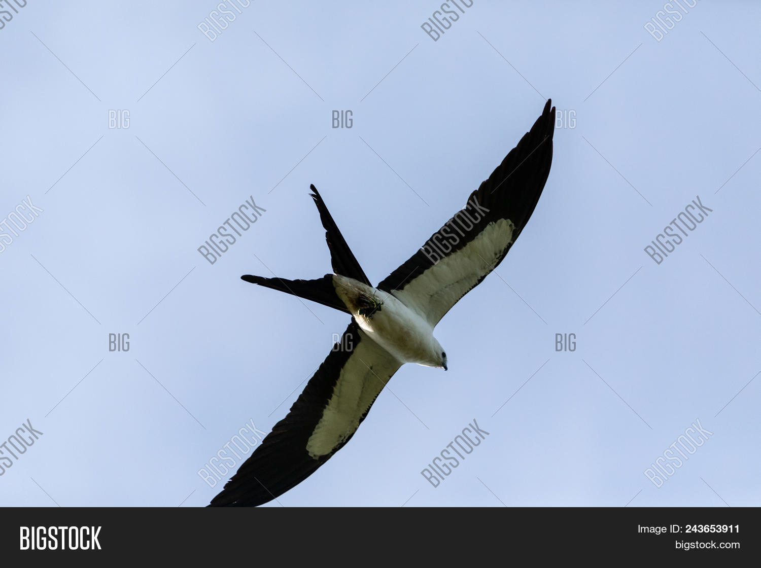 Flying Swallow-tailed Image & Photo (Free Trial) | Bigstock